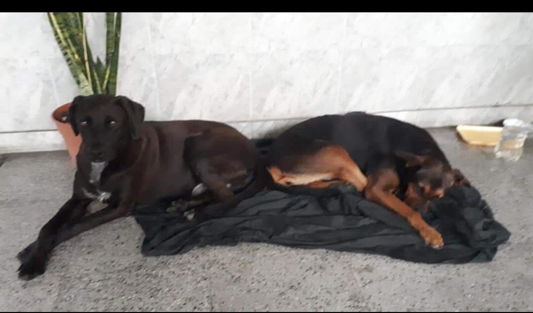 Rescate animal: cómo es el trabajo de los voluntarios en plena pandemia ...